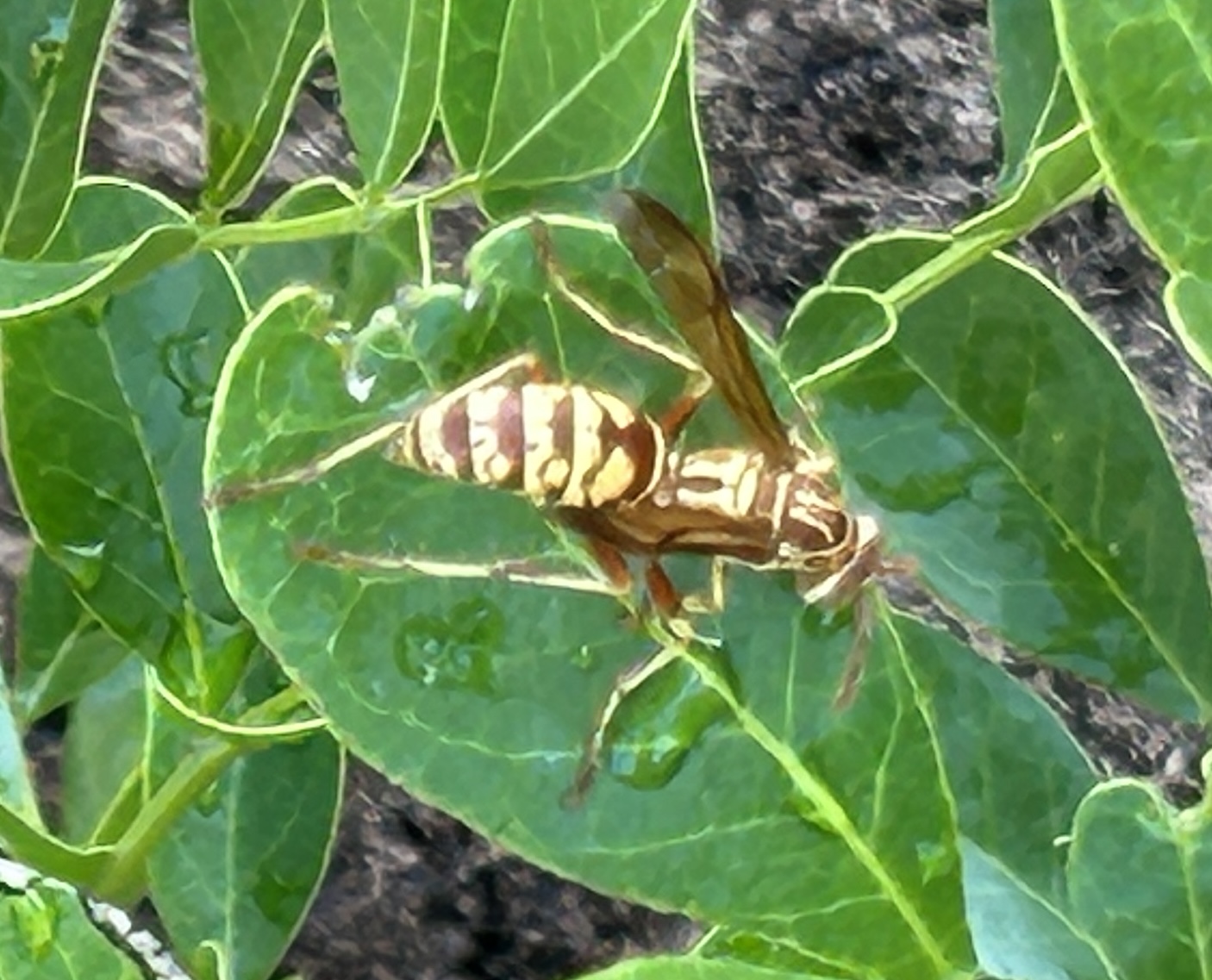 Wasps Have A Place In The Garden, Too – Rewilding My Lot