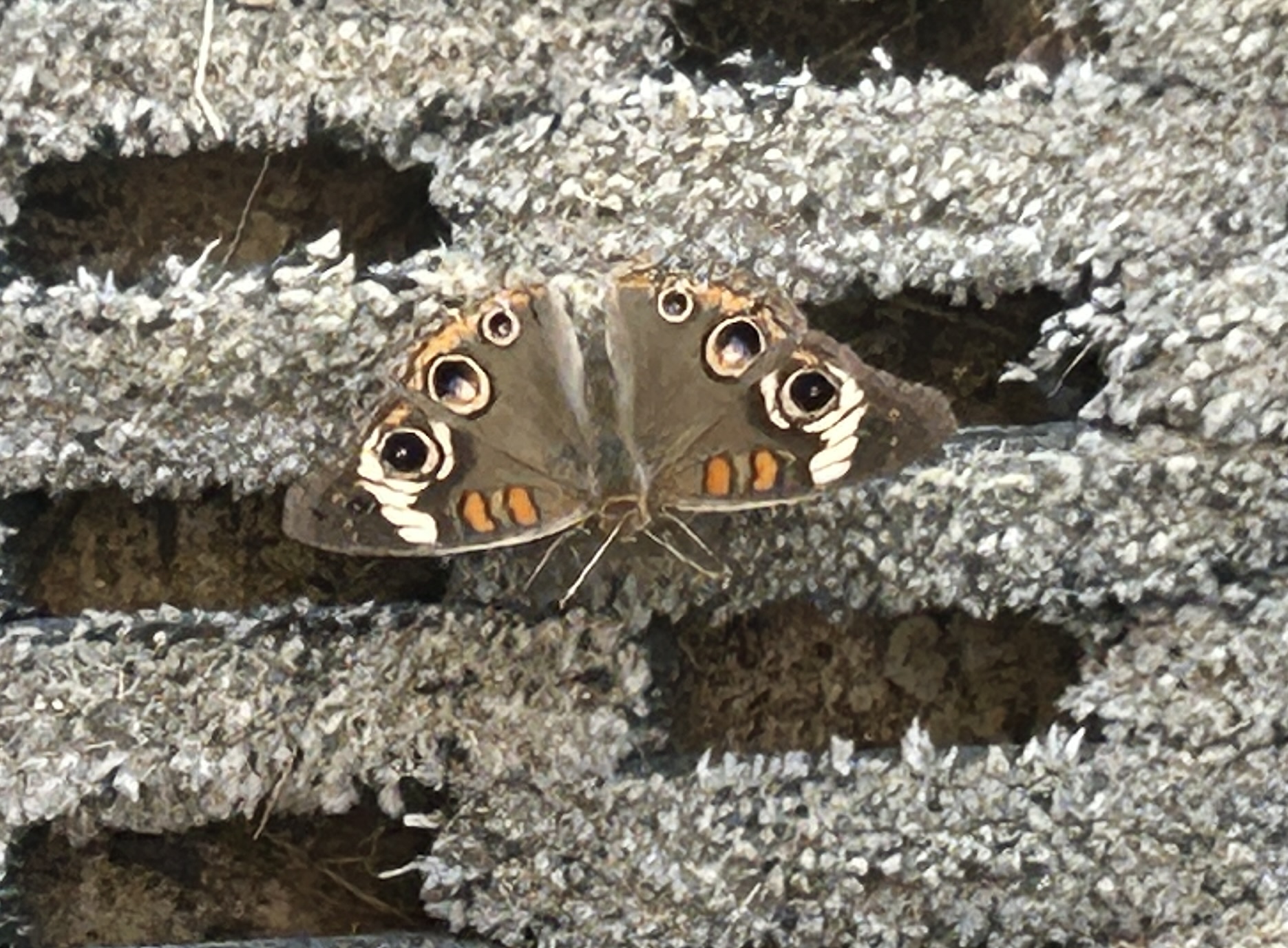 Common Buckeye Rewilding My Lot