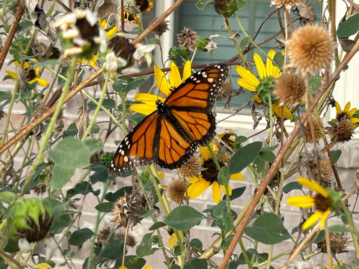 Finally, A Monarch Butterfly – Rewilding My Lot