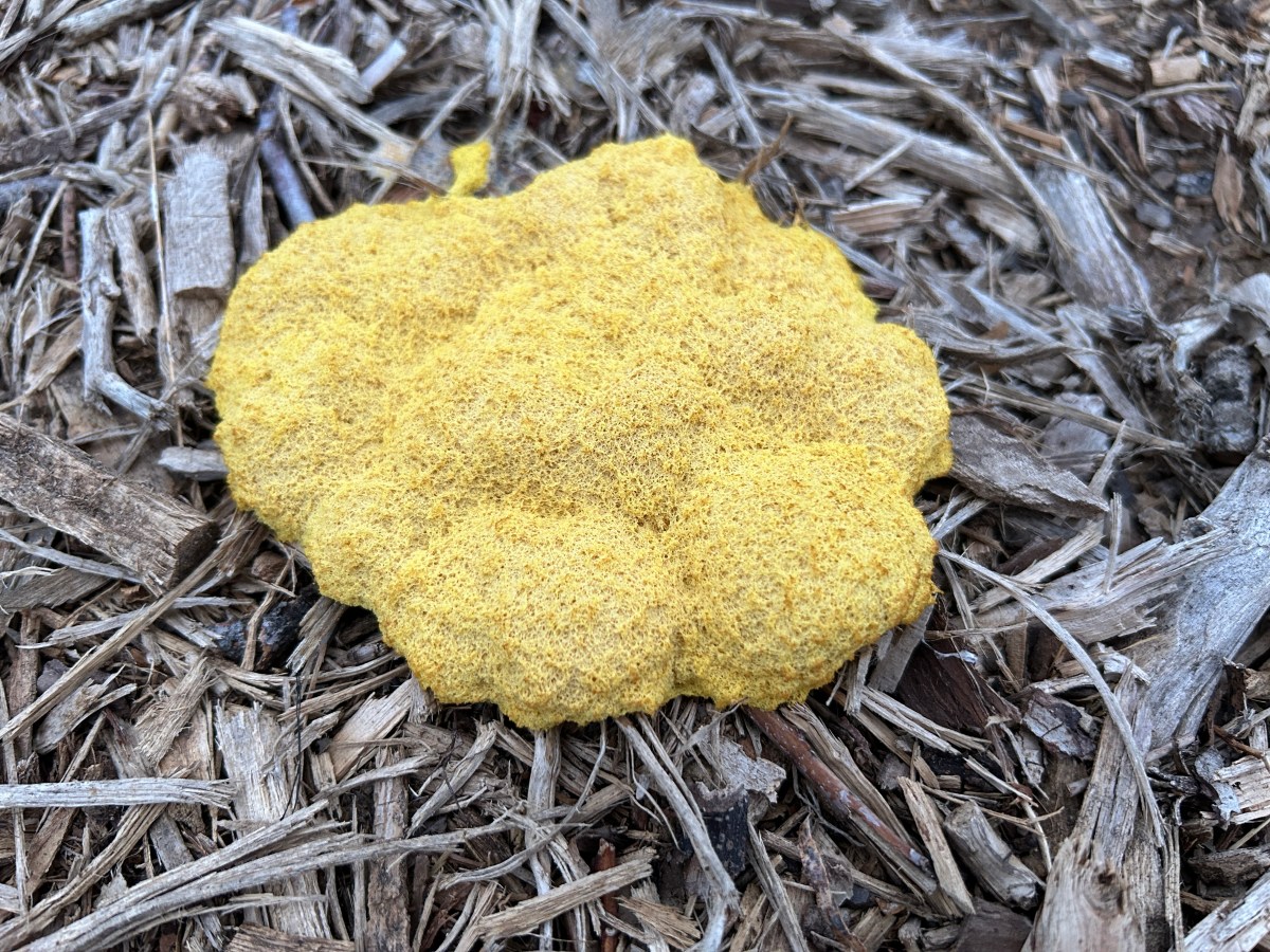 Dog Vomit Slime Mold! – Rewilding My Lot