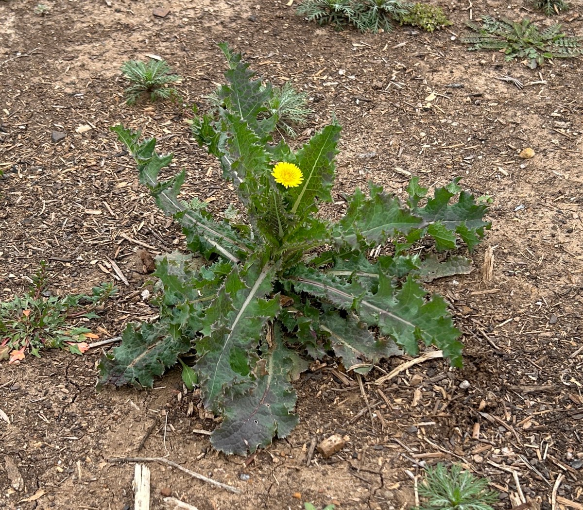 Volunteer: Prickly Sowthistle – Rewilding My Lot