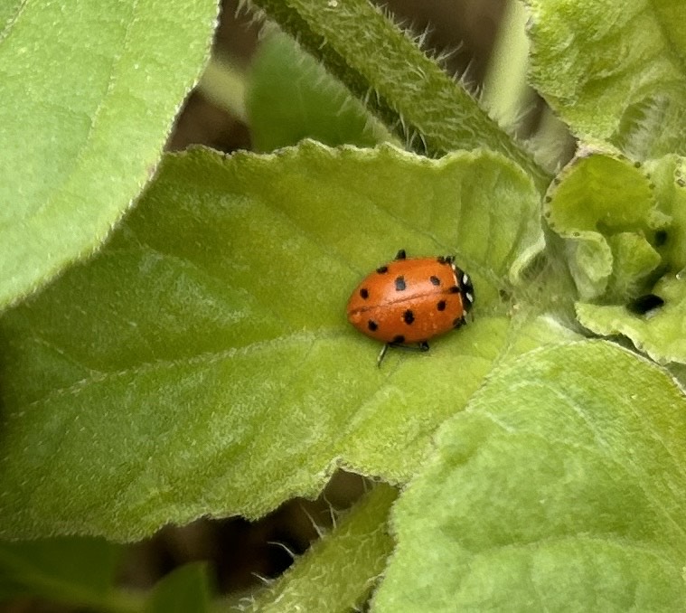 Convergent Lady Beetles – Rewilding My Lot