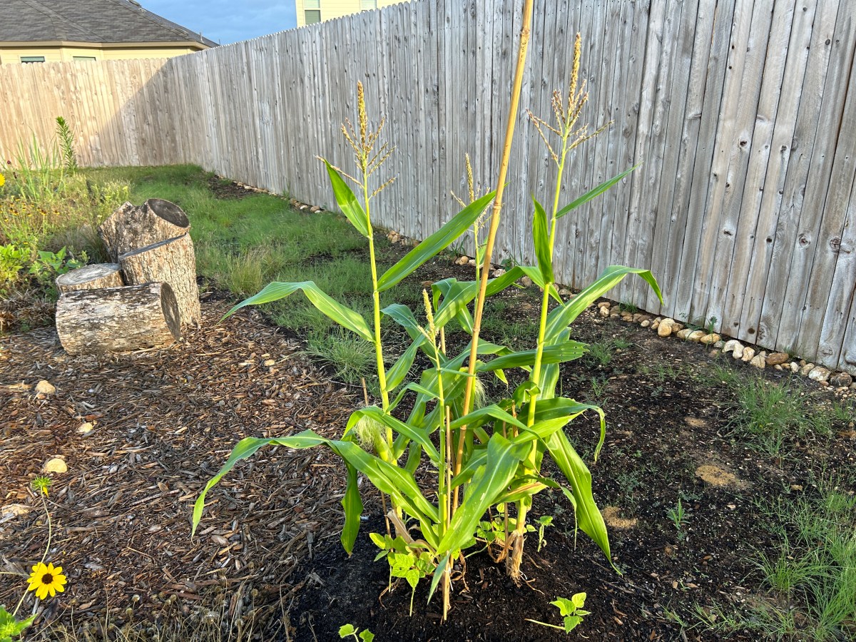Understanding Corn Plants – Rewilding My Lot