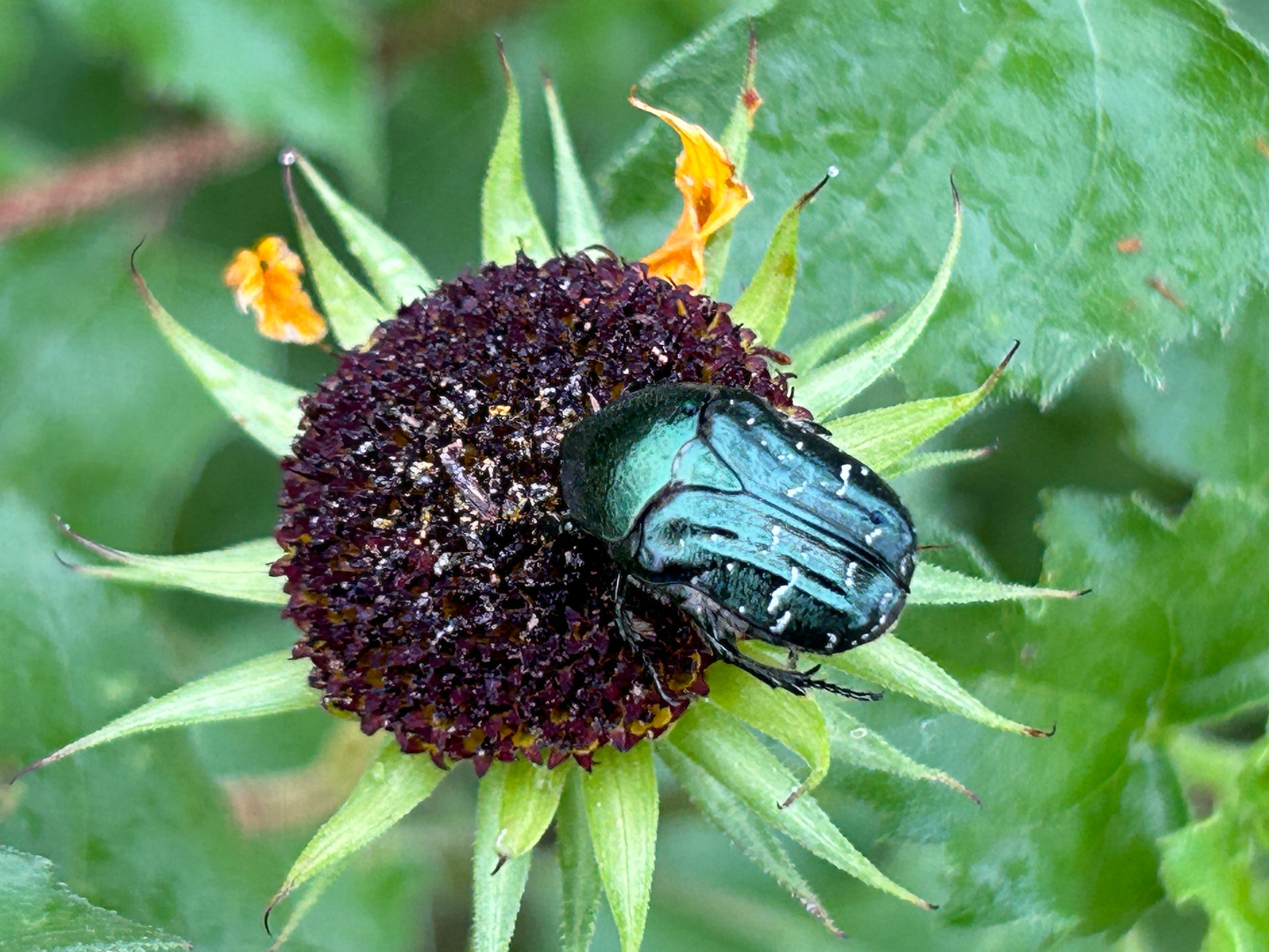 Scarab Beetle – Rewilding My Lot