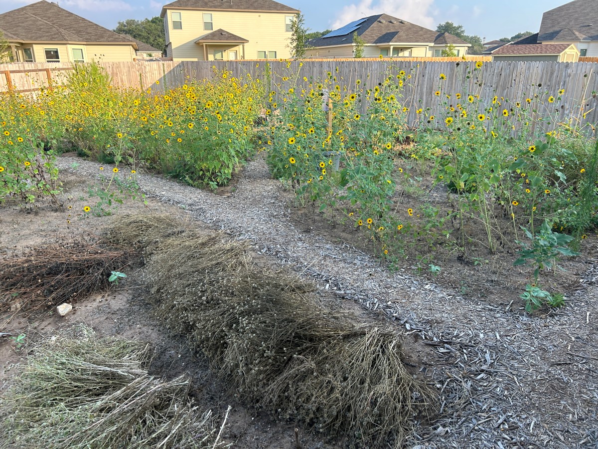 Big Clean Up In The Back Yard – Rewilding My Lot