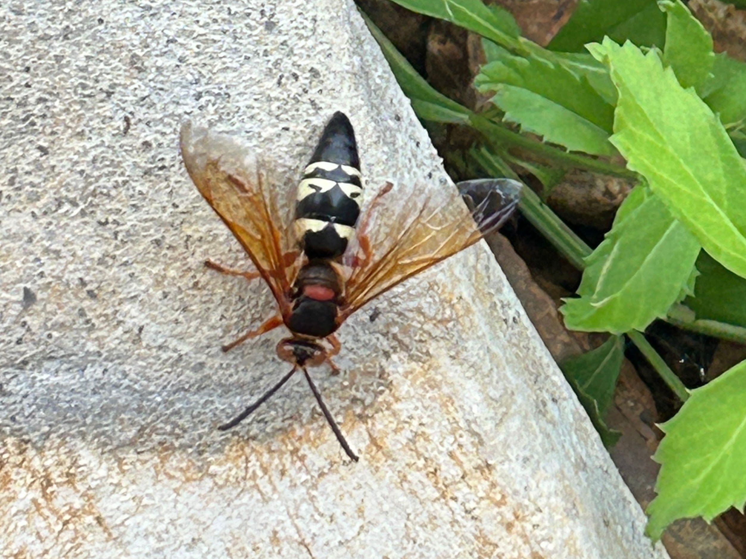 Cicada-Killer Wasp – Rewilding My Lot