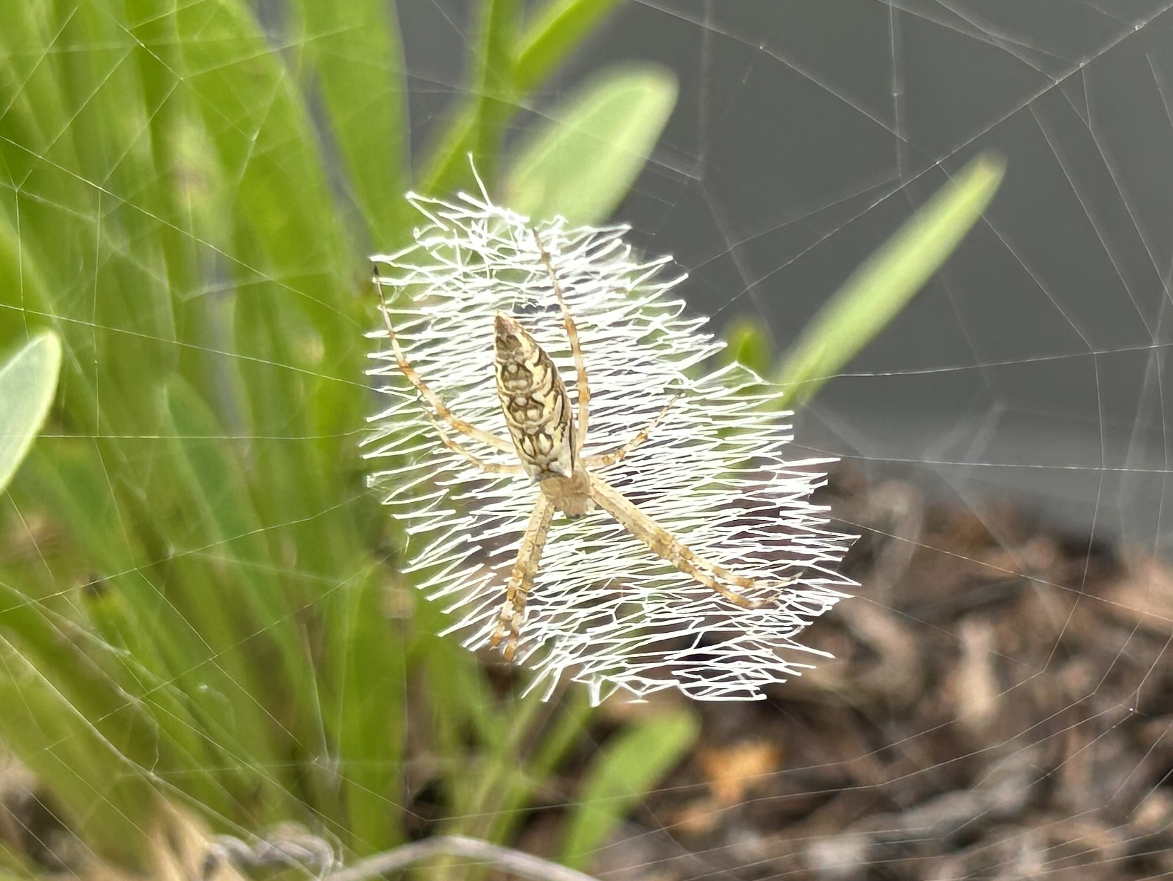 Two Pretty Spiders – Rewilding My Lot