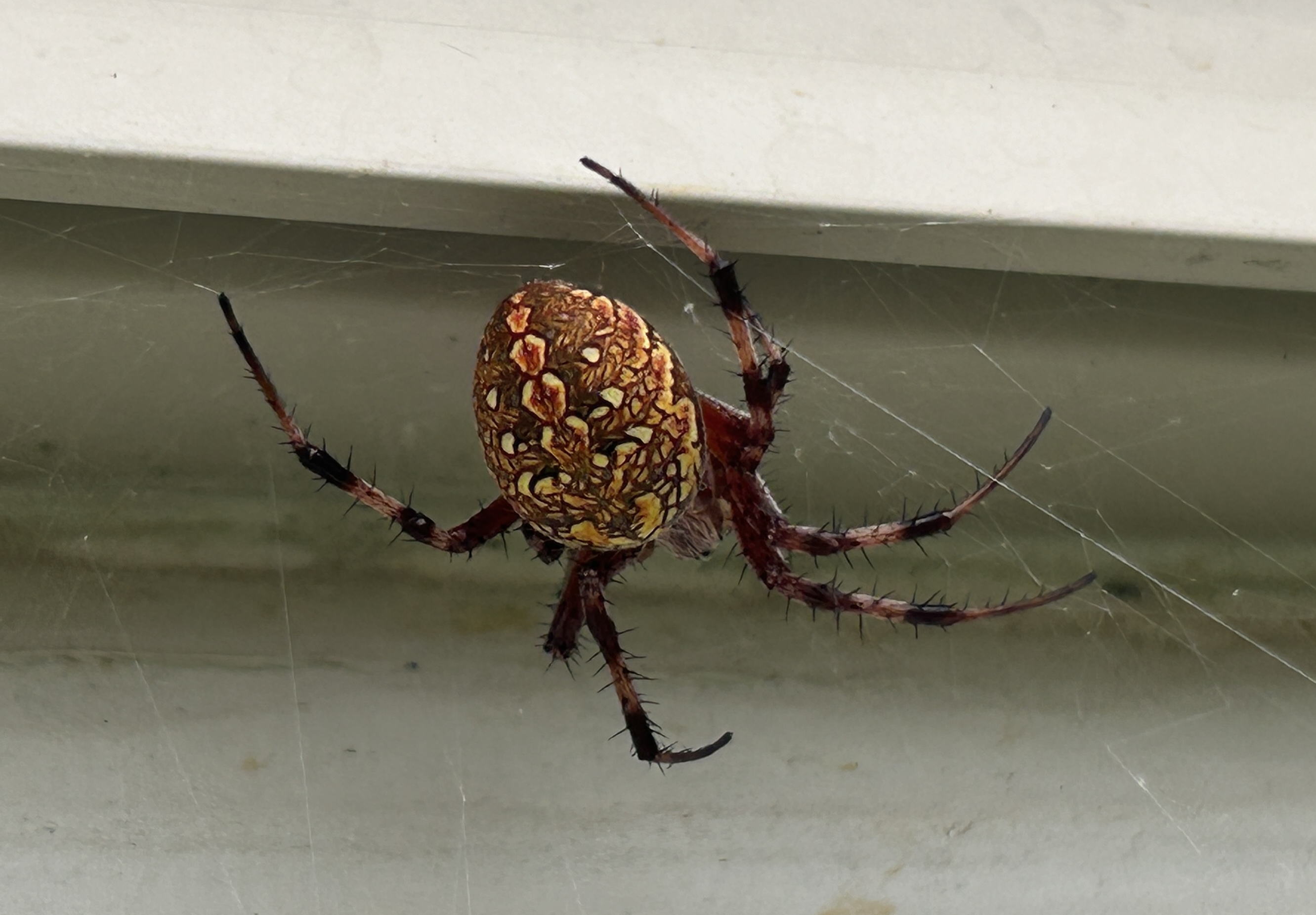 Two Pretty Spiders – Rewilding My Lot