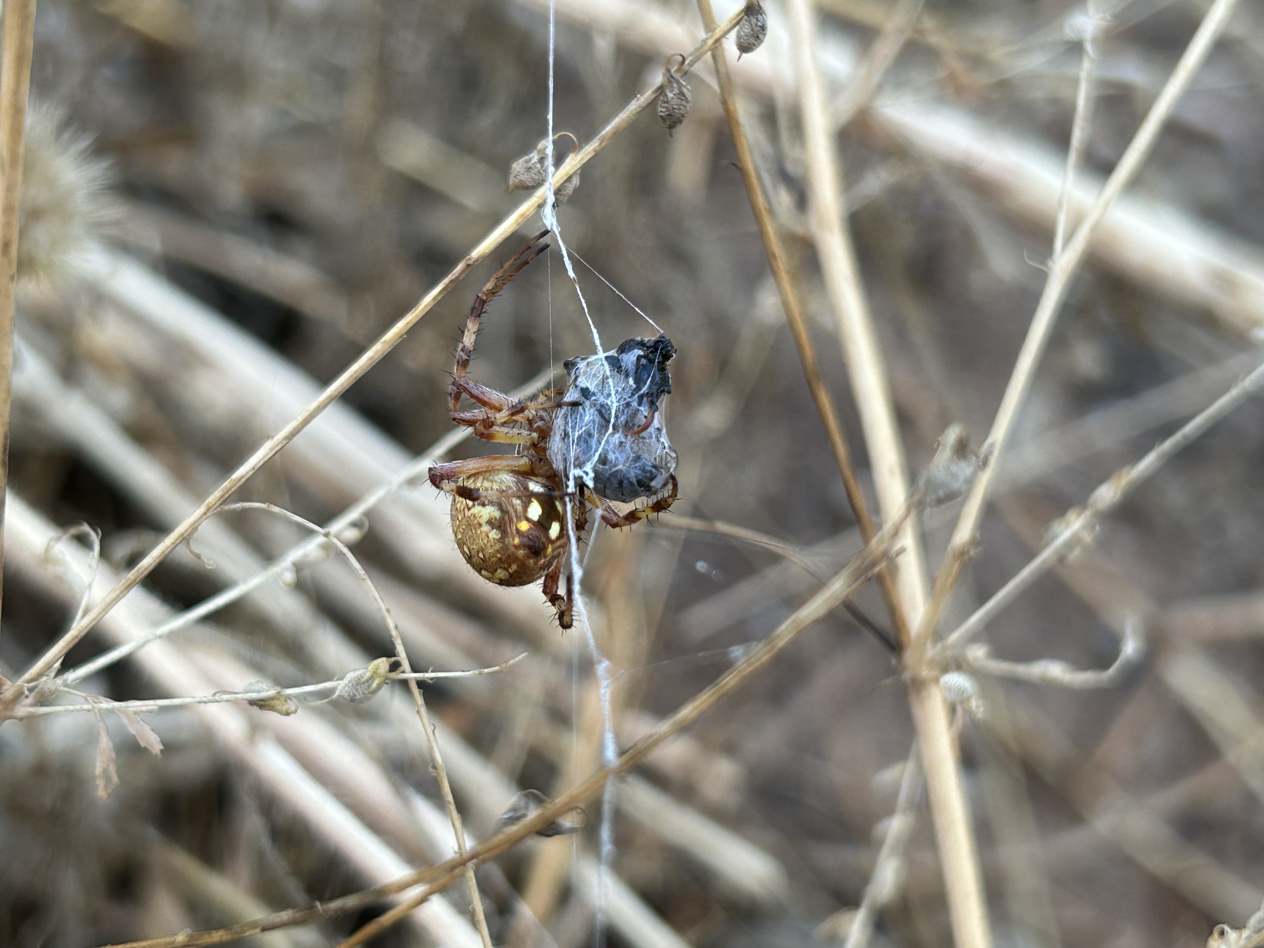 A Spider And Its Breakfast – Rewilding My Lot