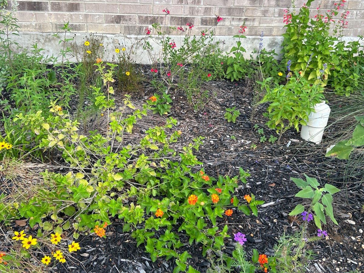 A Spectrum Of Colors In The Pollinator Garden – Rewilding My Lot