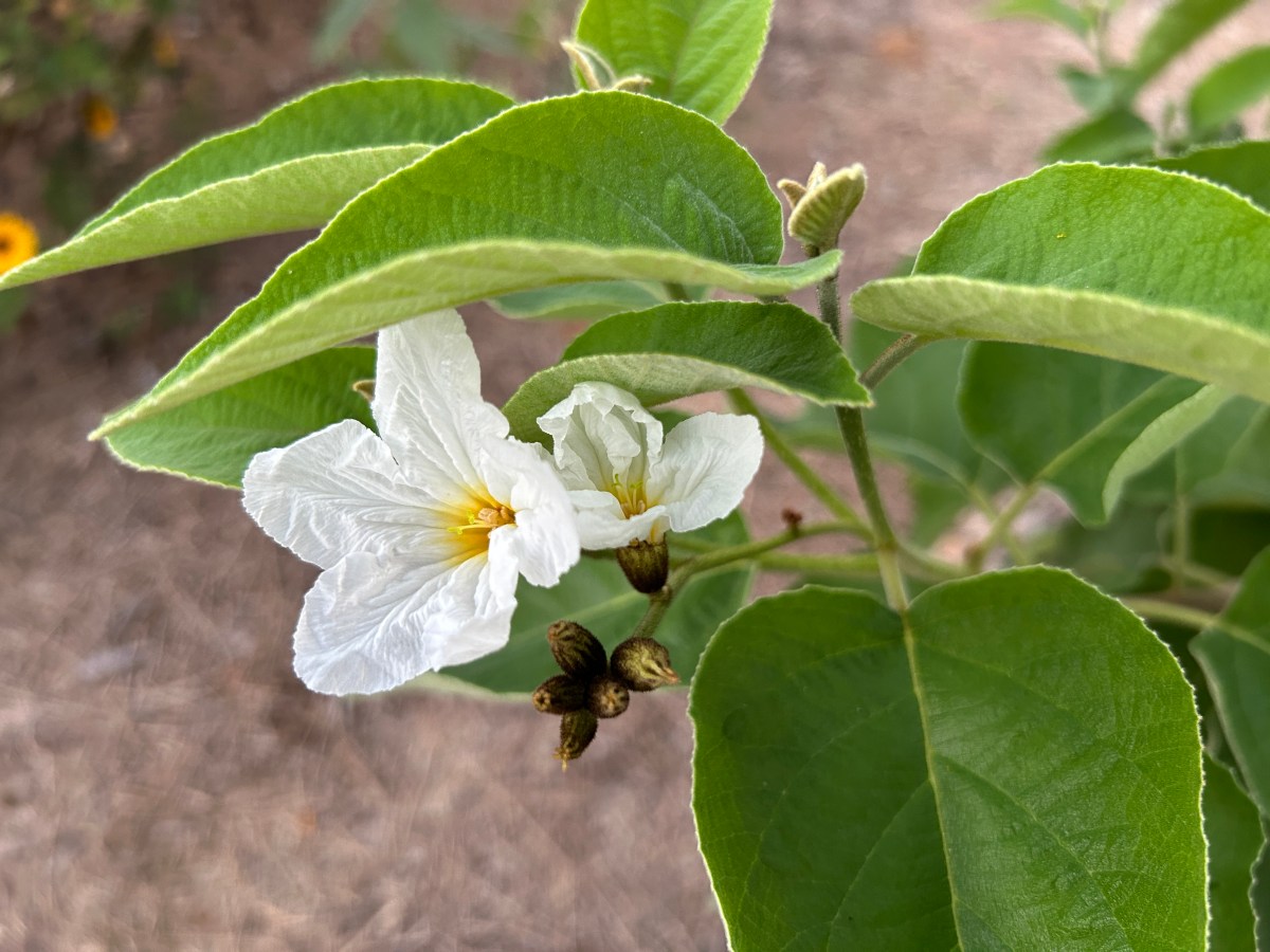 Mexican Olive Blooming For The First Time – Rewilding My Lot