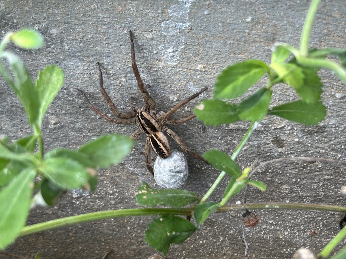 Wolf Spider With Egg Sac – Rewilding My Lot