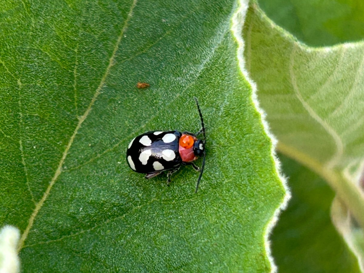Eight Spotted Flea Beetle – Rewilding My Lot