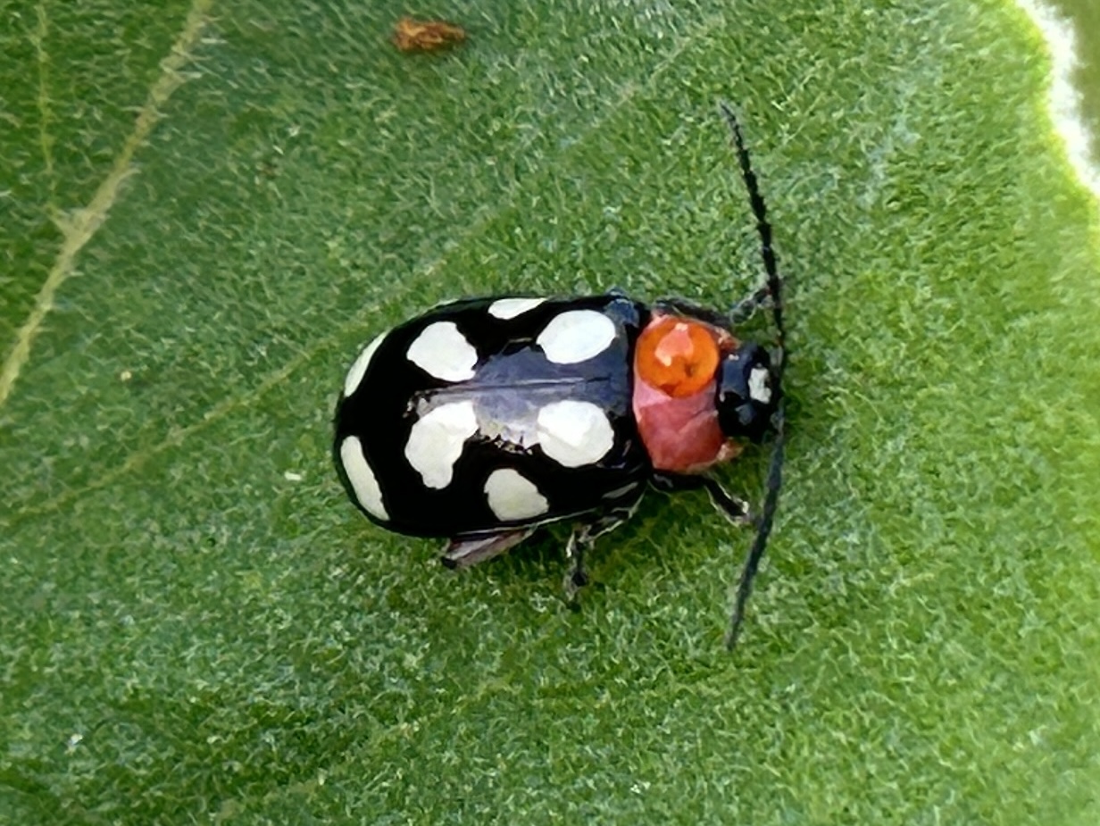 Eight Spotted Flea Beetle – Rewilding My Lot