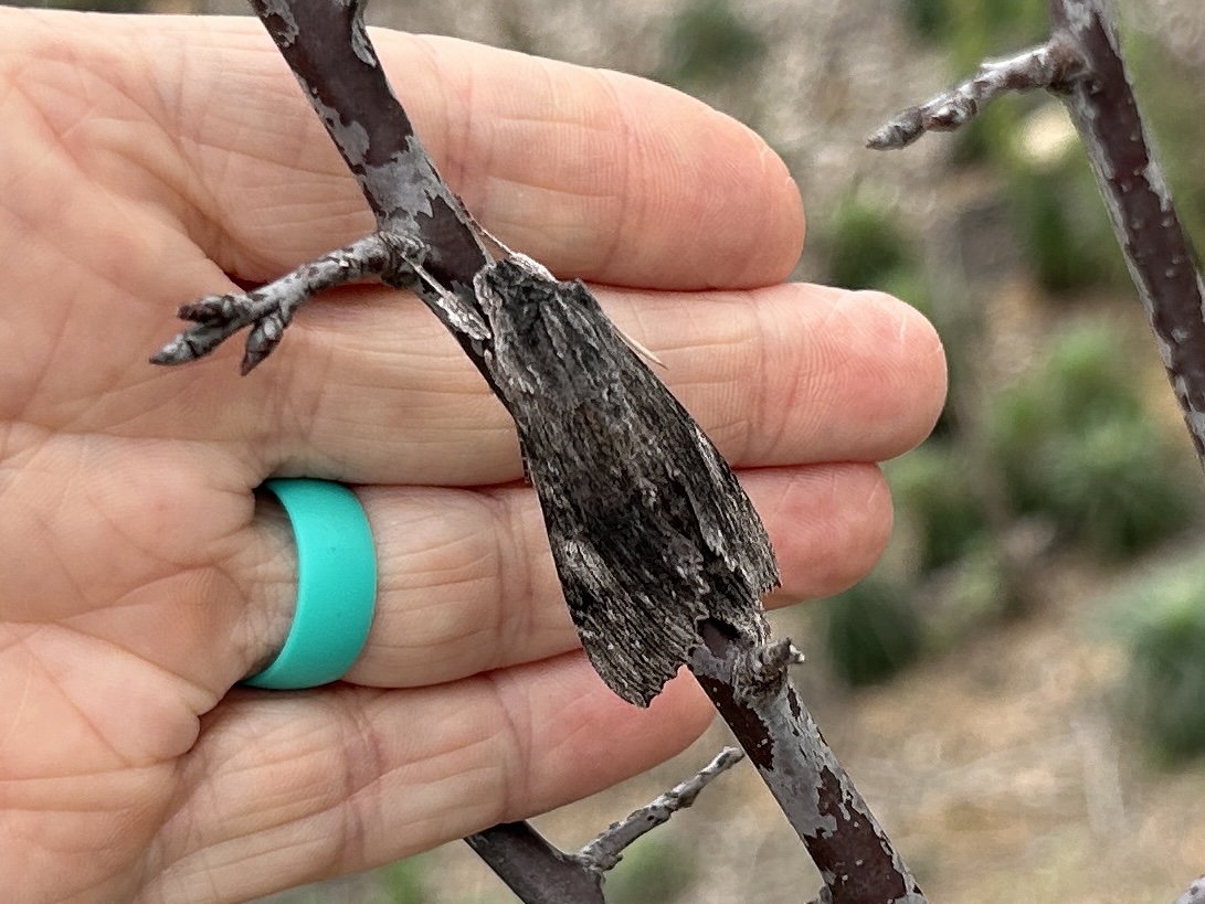 A Resting Sphinx Moth On Mexican Plum – Rewilding My Lot