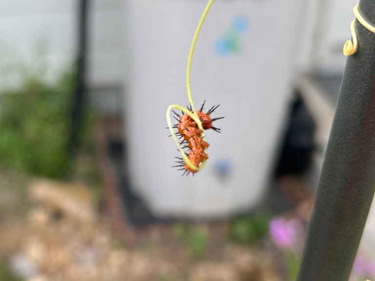 Gulf Fritillary Caterpillars – Rewilding My Lot