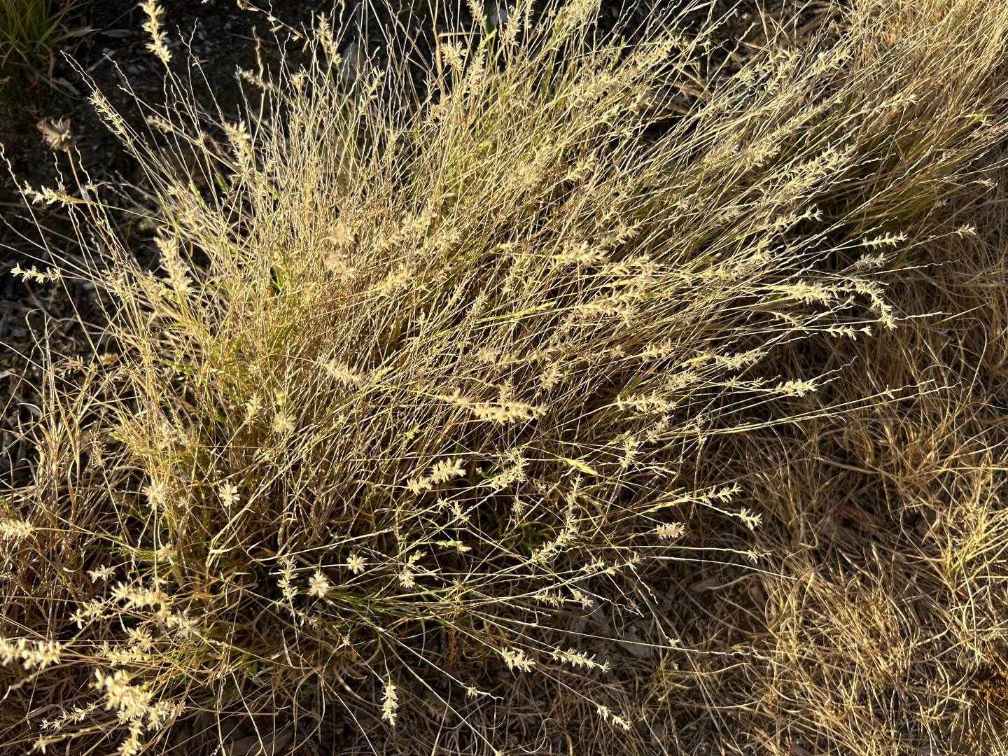 Fall Thunder Turf Mowing – Rewilding My Lot