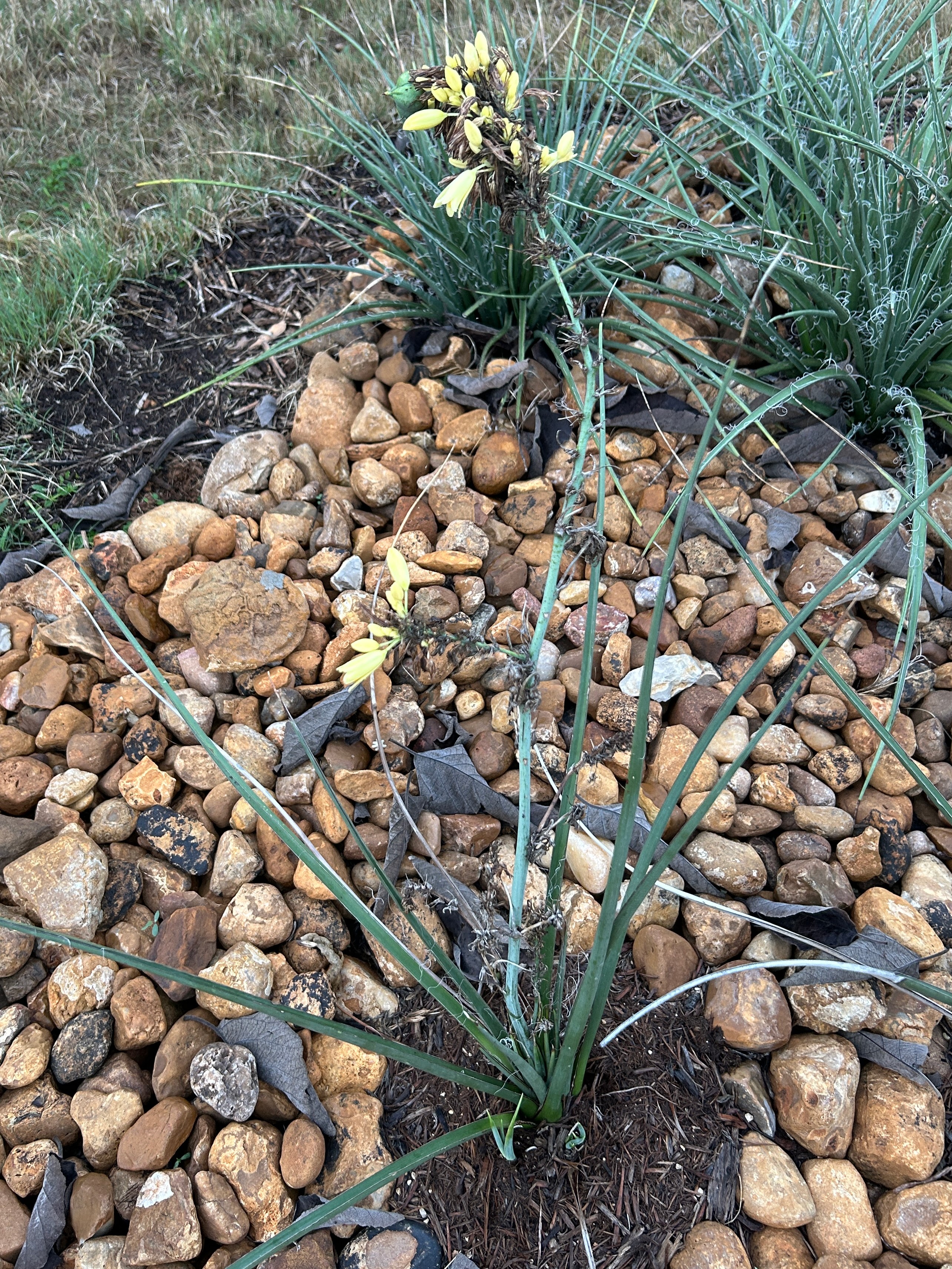 Yellow Yucca Late Blooms – Rewilding My Lot