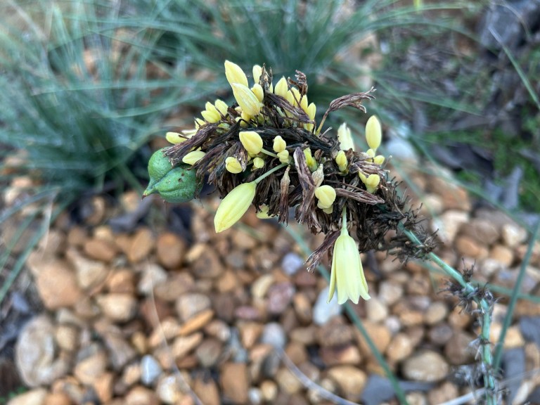 Yellow Yucca Late Blooms – Rewilding My Lot