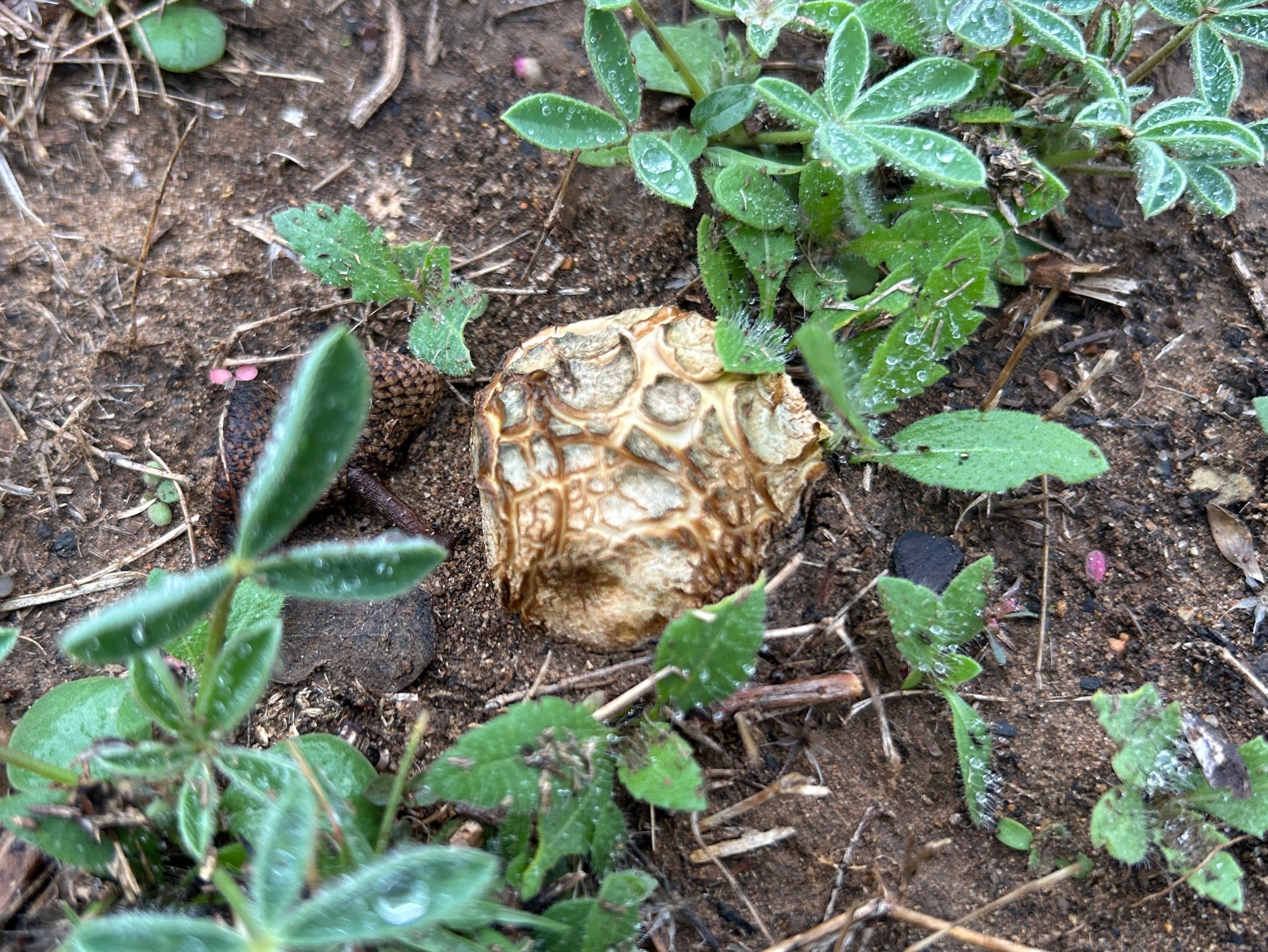 New Fungi In The Wildflower Meadow – Rewilding My Lot