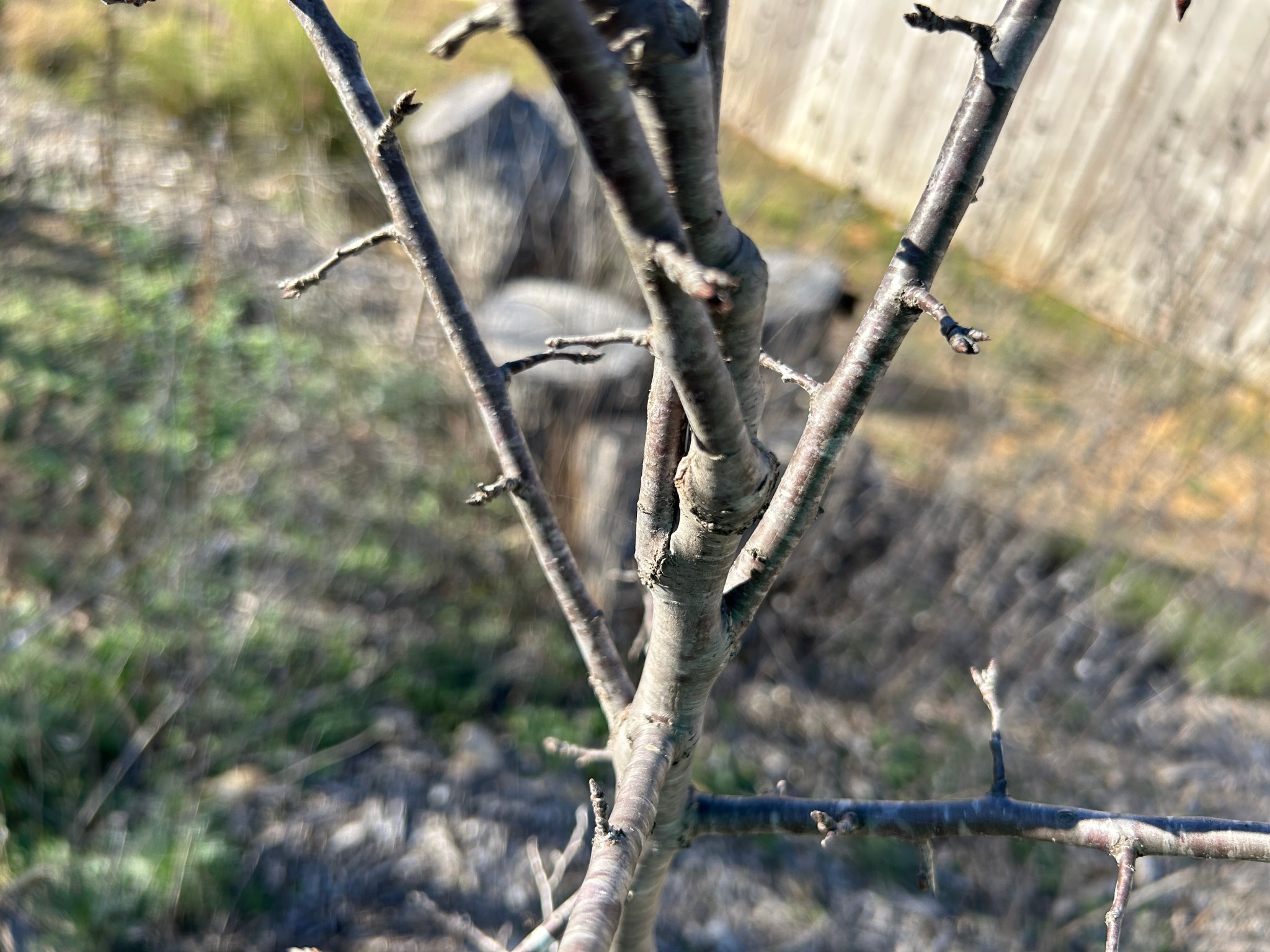 Pruning: Mexican Plum – Rewilding My Lot
