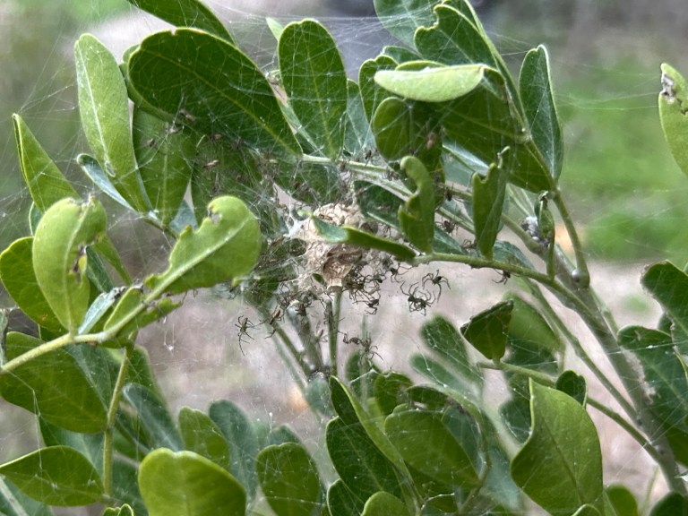 The Green Lynx Spider Family Has Gone – Rewilding My Lot