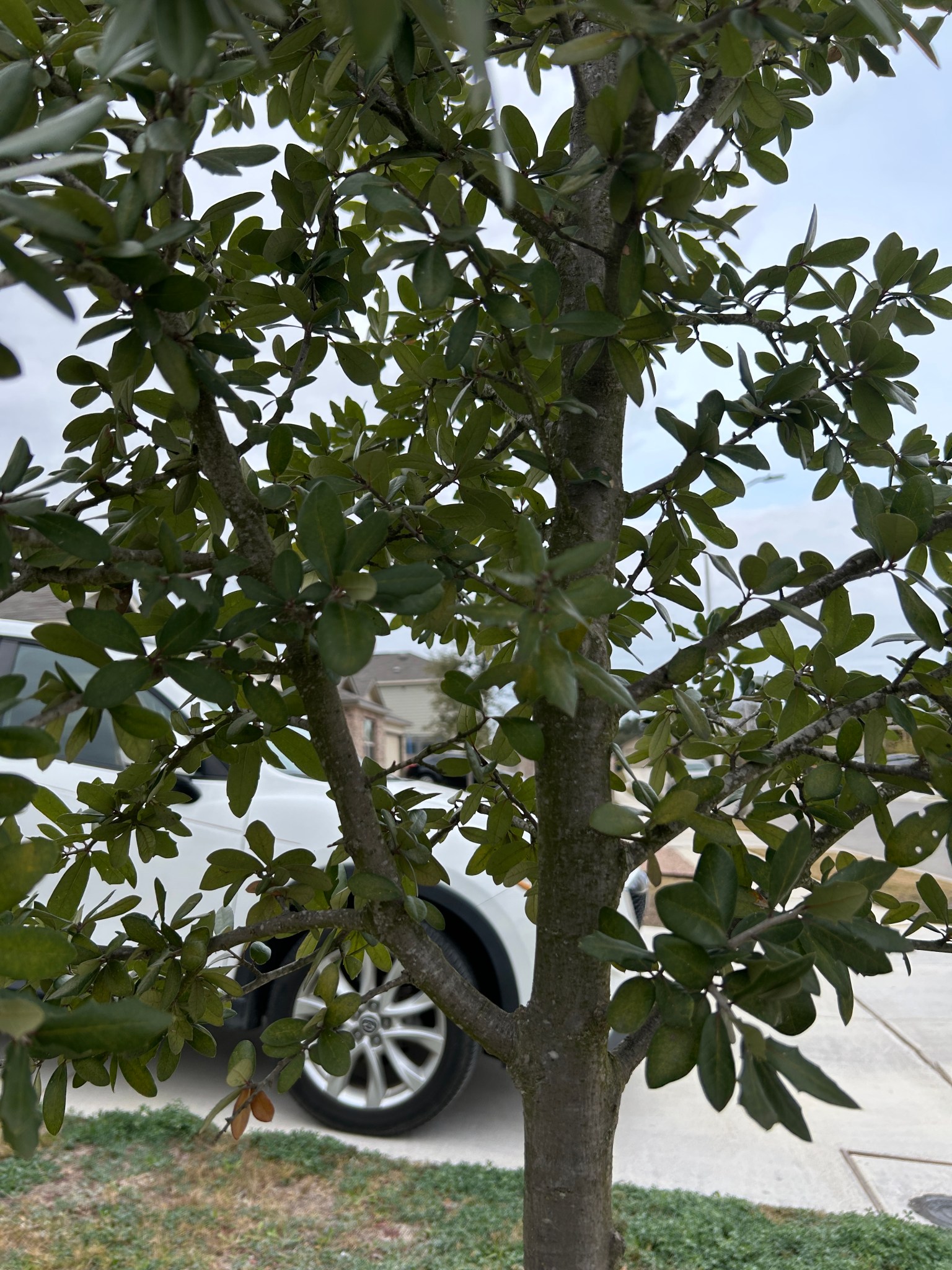 Pruning: Live Oaks – Rewilding My Lot