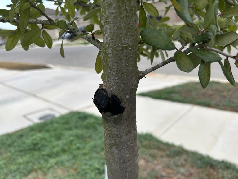 Pruning: Live Oaks – Rewilding My Lot