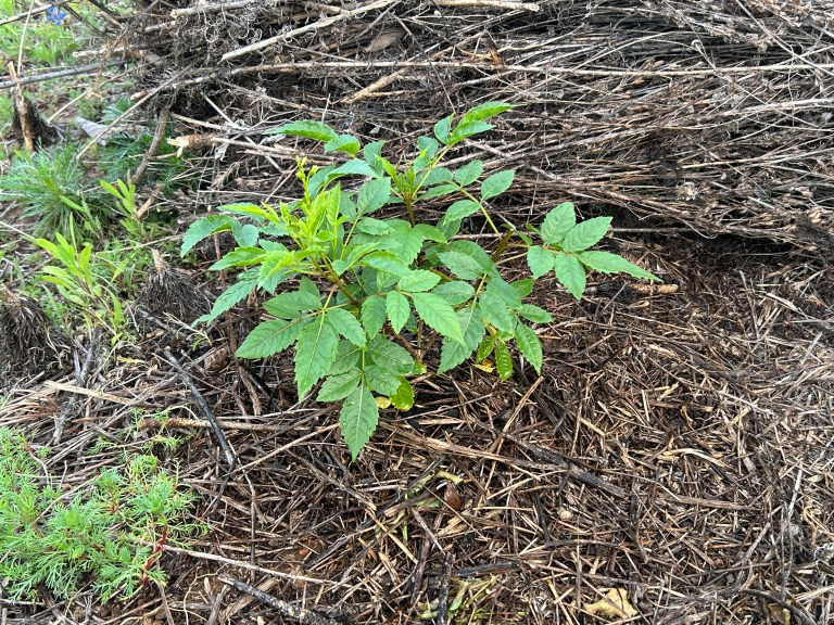 New Plants – Rewilding My Lot