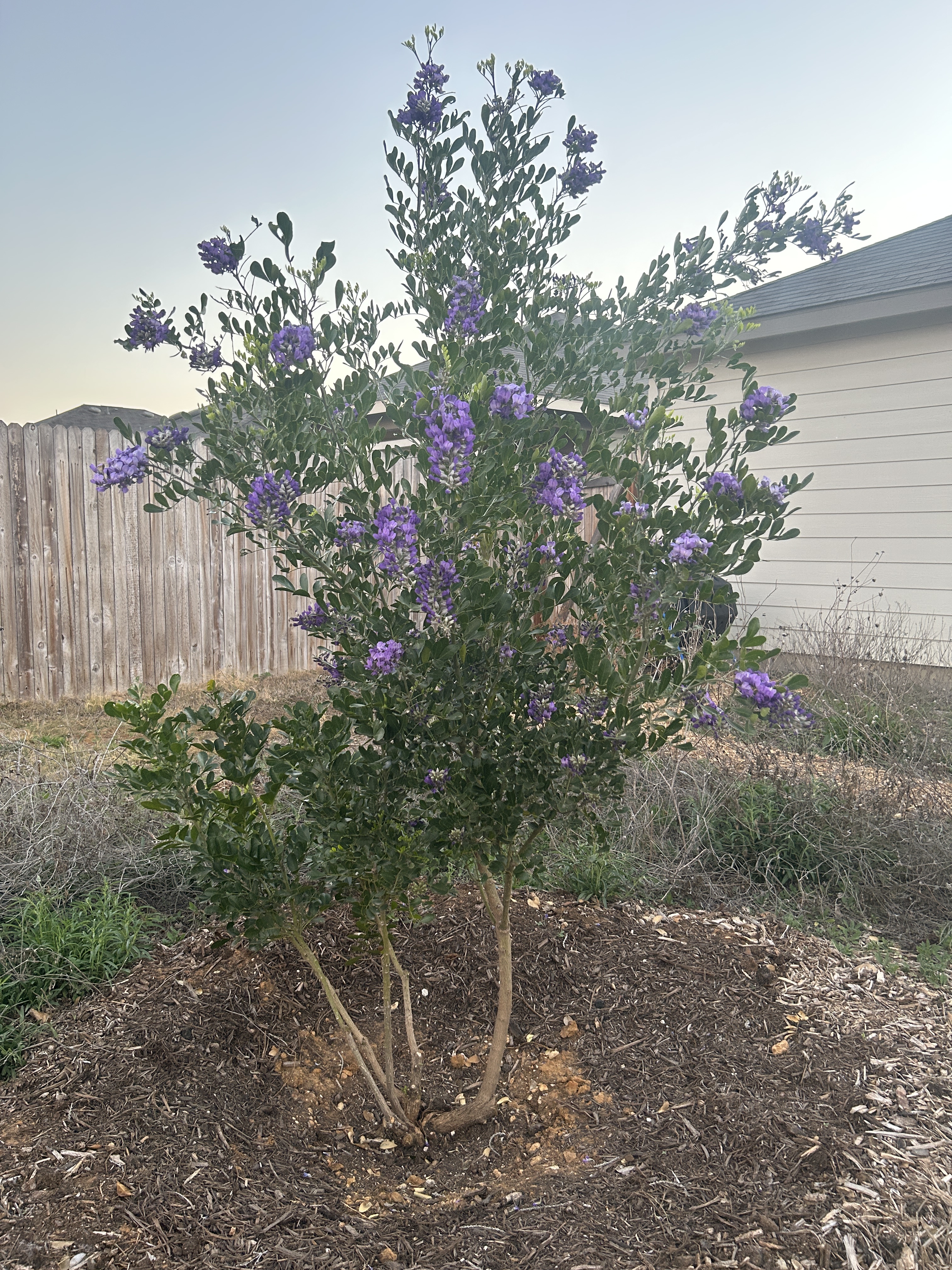 Texas Mountain Laurel Seed Pods – Rewilding My Lot