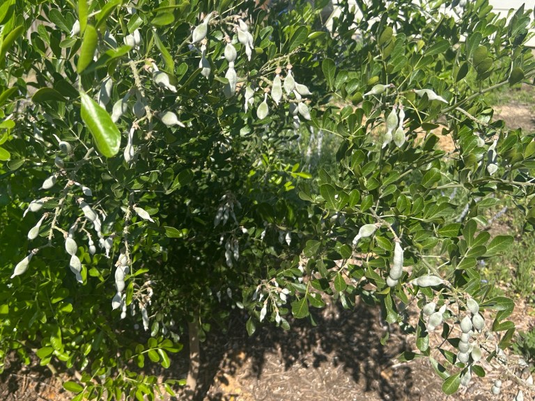 Texas Mountain Laurel Seed Pods – Rewilding My Lot