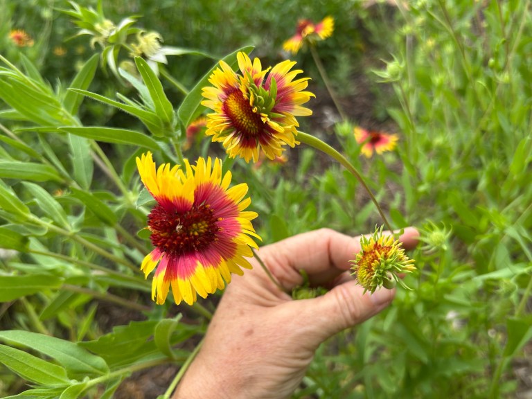 Fasciation In Firewheels – Rewilding My Lot