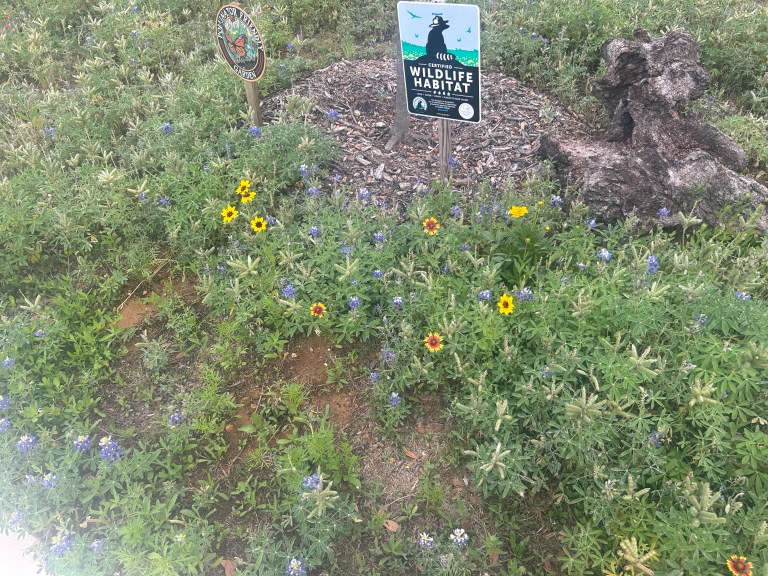The Meadow Is Transitioning – Rewilding My Lot