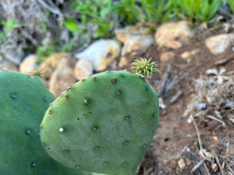 Prickly Pear Cactus — Bite Marks At One End And Growth At The Other ...