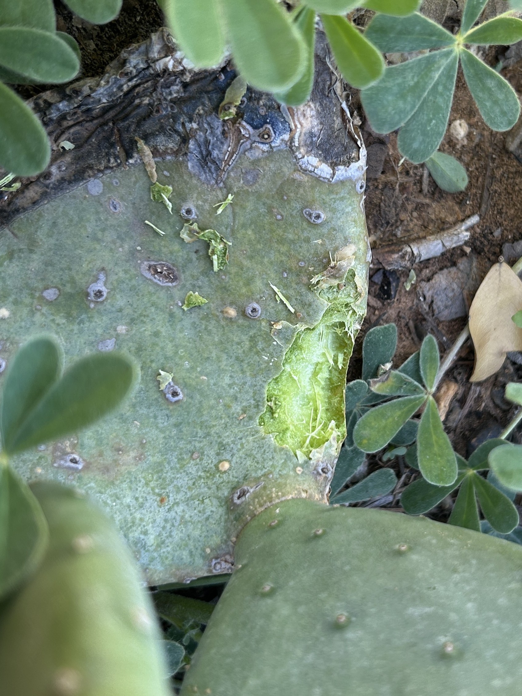 Prickly Pear Cactus — Bite Marks At One End And Growth At The Other ...